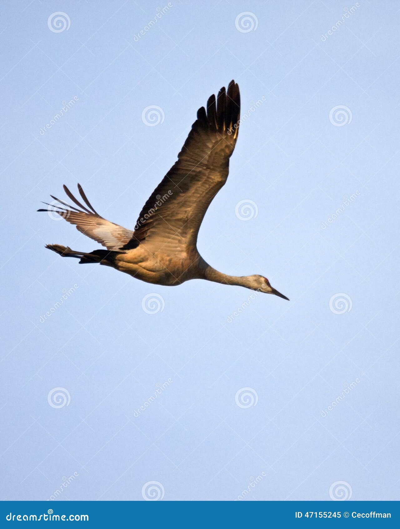 Flying Crane stock image. Image of flight, crane, birder - 47155245