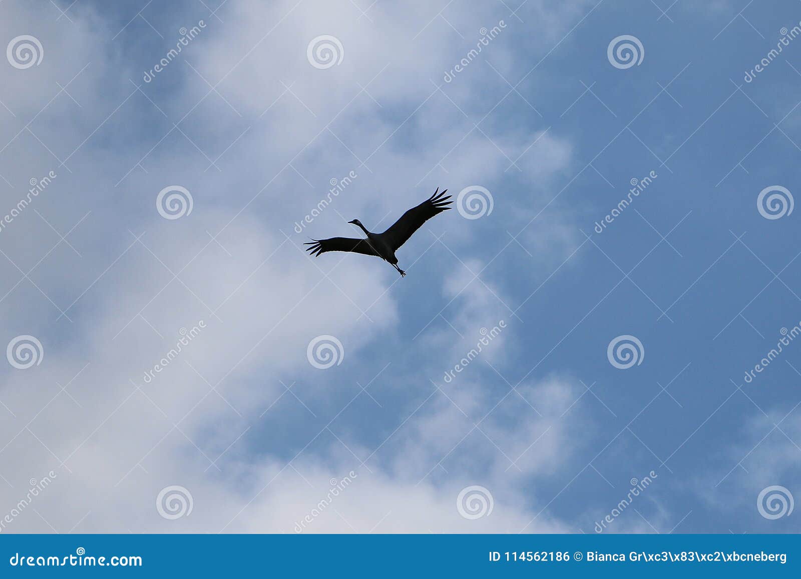 Flying crane at the sky stock photo. Image of bosque - 114562186