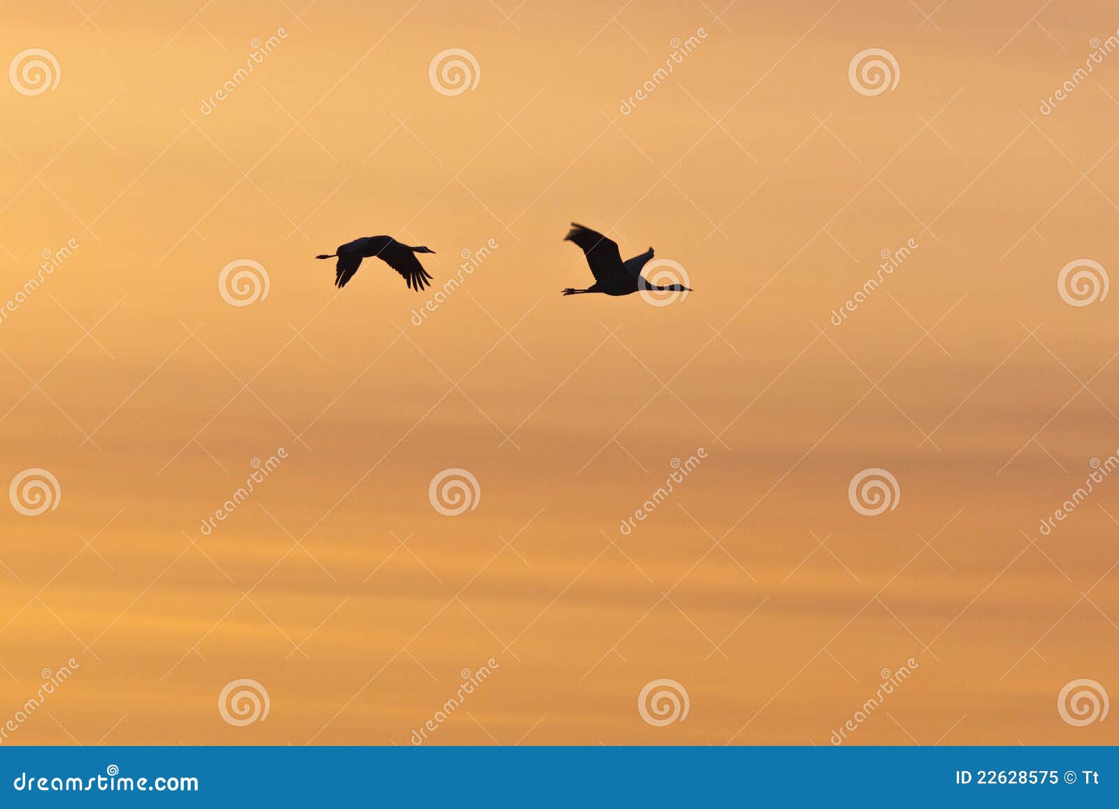 Flying cranes stock image. Image of common, morning, clear - 22628575