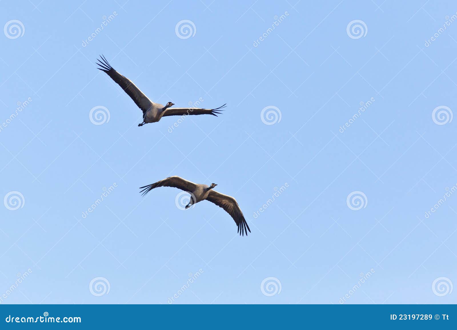 Flying cranes stock image. Image of wing, hornborgasjon - 23197289