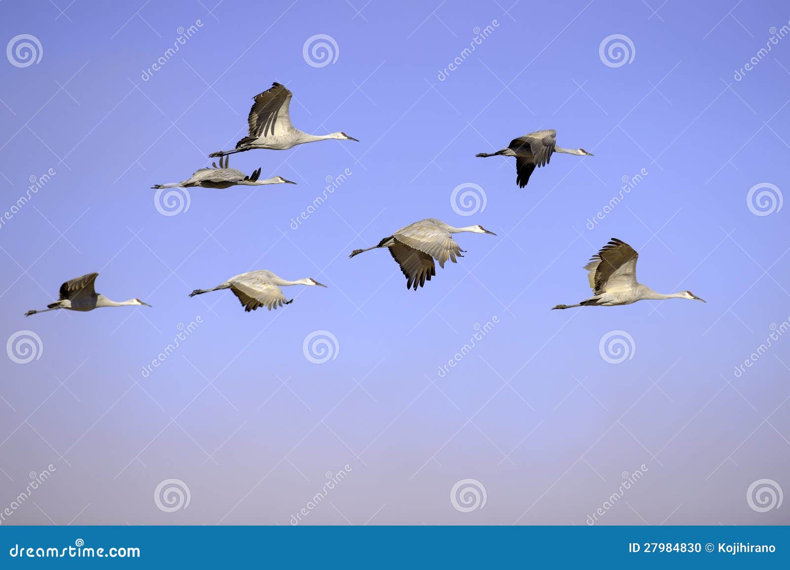 Flying cranes stock photo. Image of flying, crane, wing - 27984830