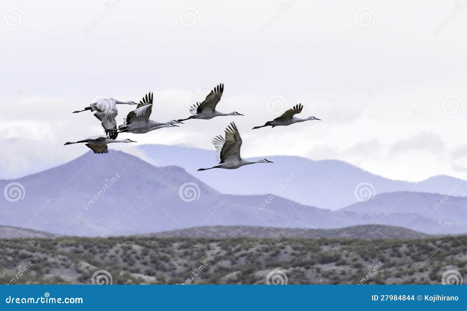 Flying cranes stock photo. Image of birds, refuge, animals - 27984844