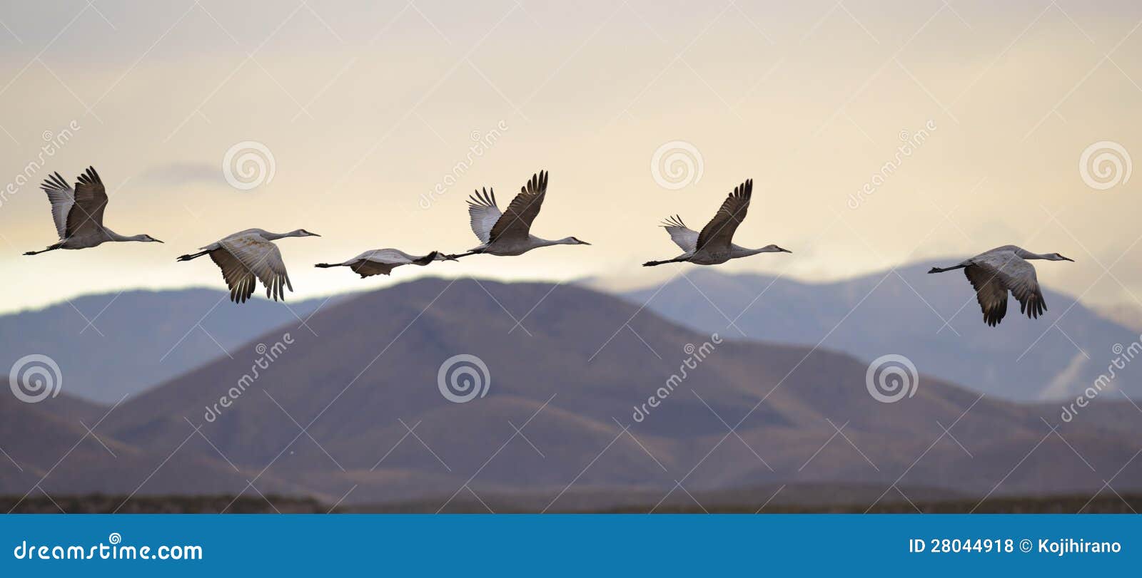 Flying cranes stock photo. Image of crane, bosque, sandhill - 28044918