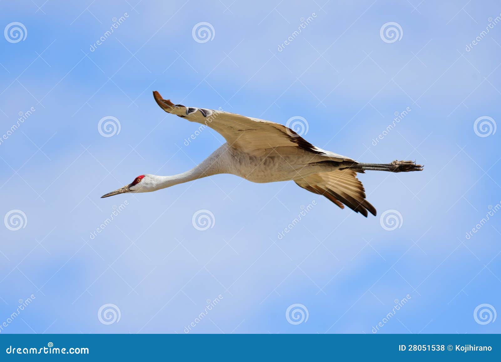 Flying cranes stock photo. Image of flying, pair, water - 28051538