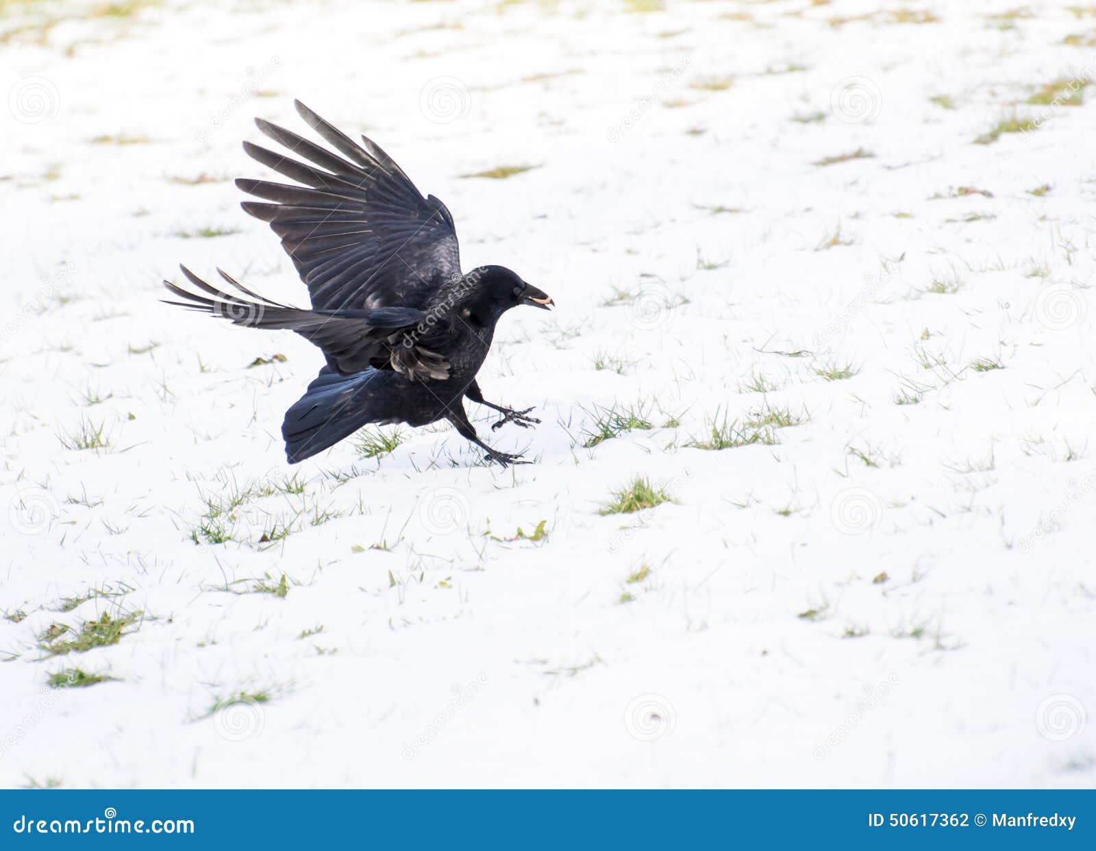 Flying Craw stock photo. Image of landing, raven, wildlife - 50617362