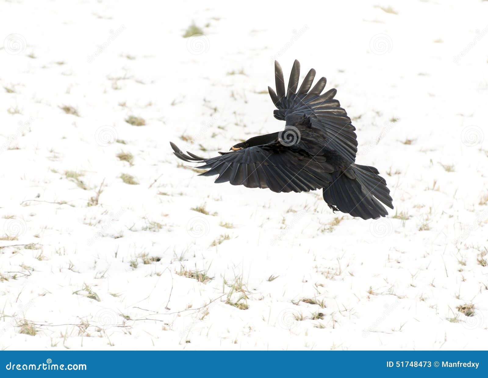 Flying Craw stock image. Image of wildlife, grass, flight - 51748473