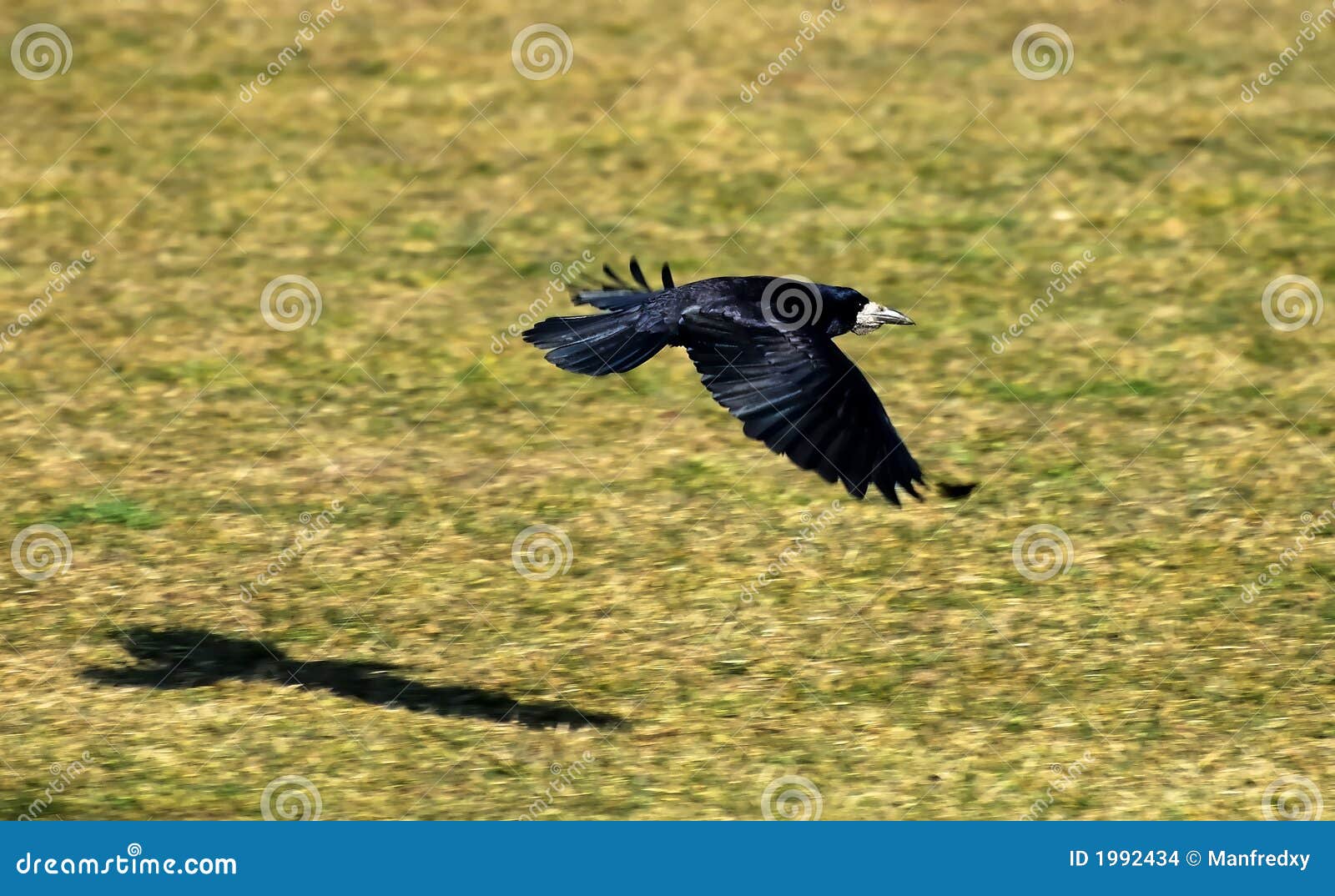 Flying Crow stock photo. Image of grass, animal, wings - 1992434