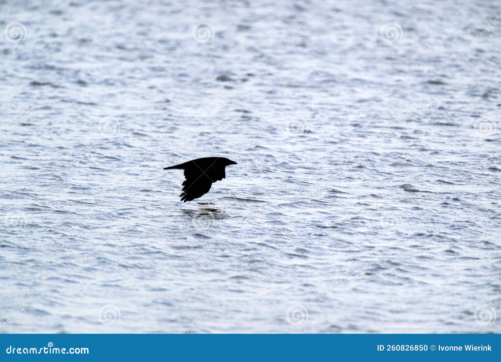 Flying crow above water stock photo. Image of terschelling - 260826850