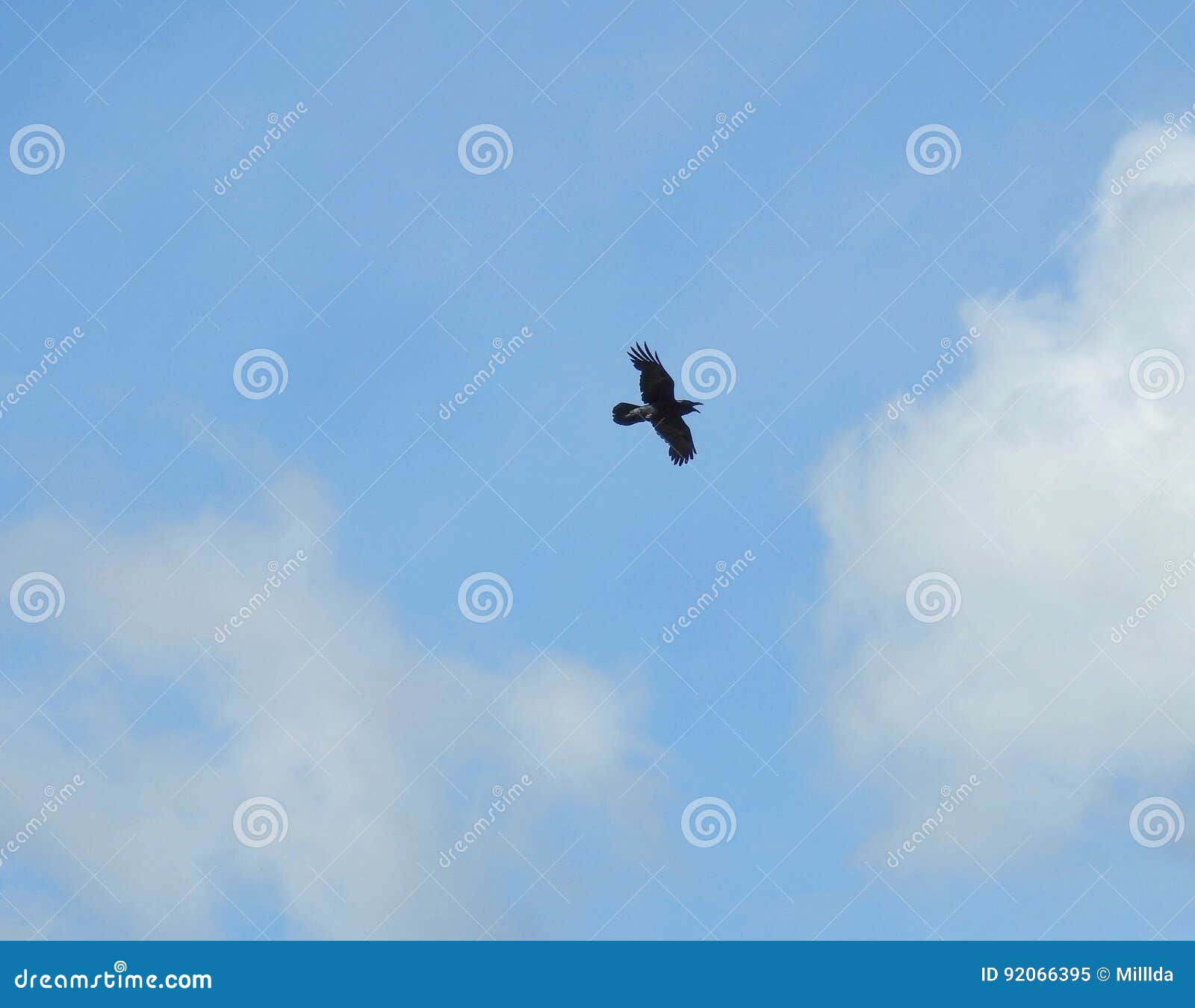 Flying Crow In The Sky. Royalty-Free Stock Image | CartoonDealer.com ...