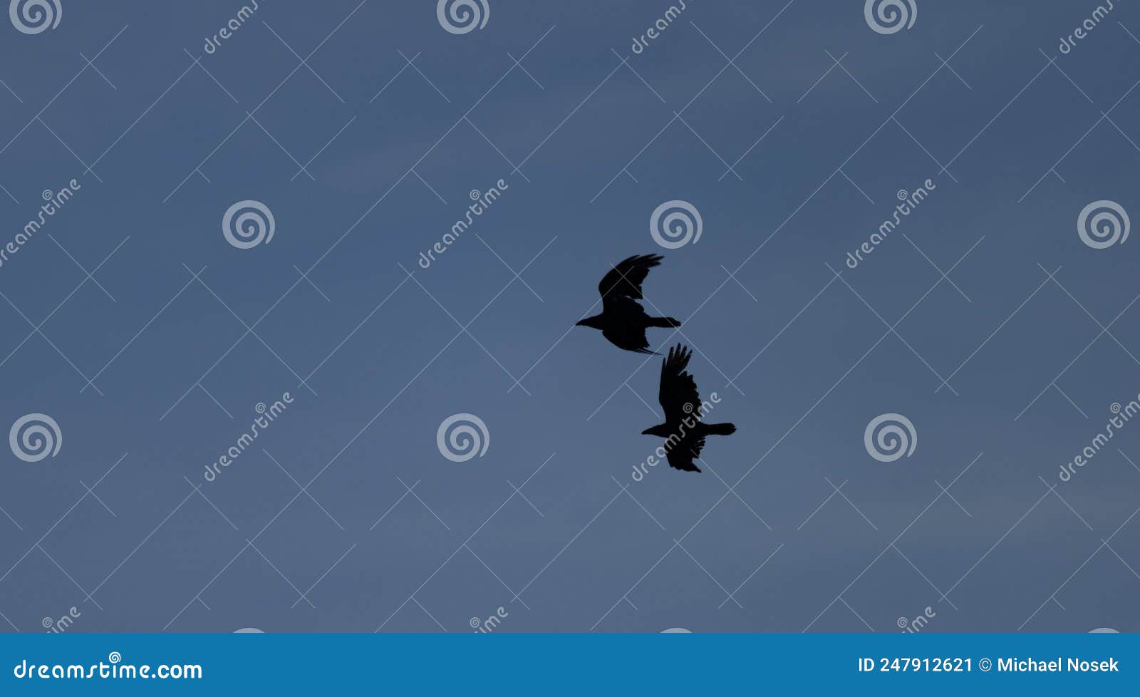 Flying Crow Black Silhouette with Blue Sky Stock Image - Image of ...