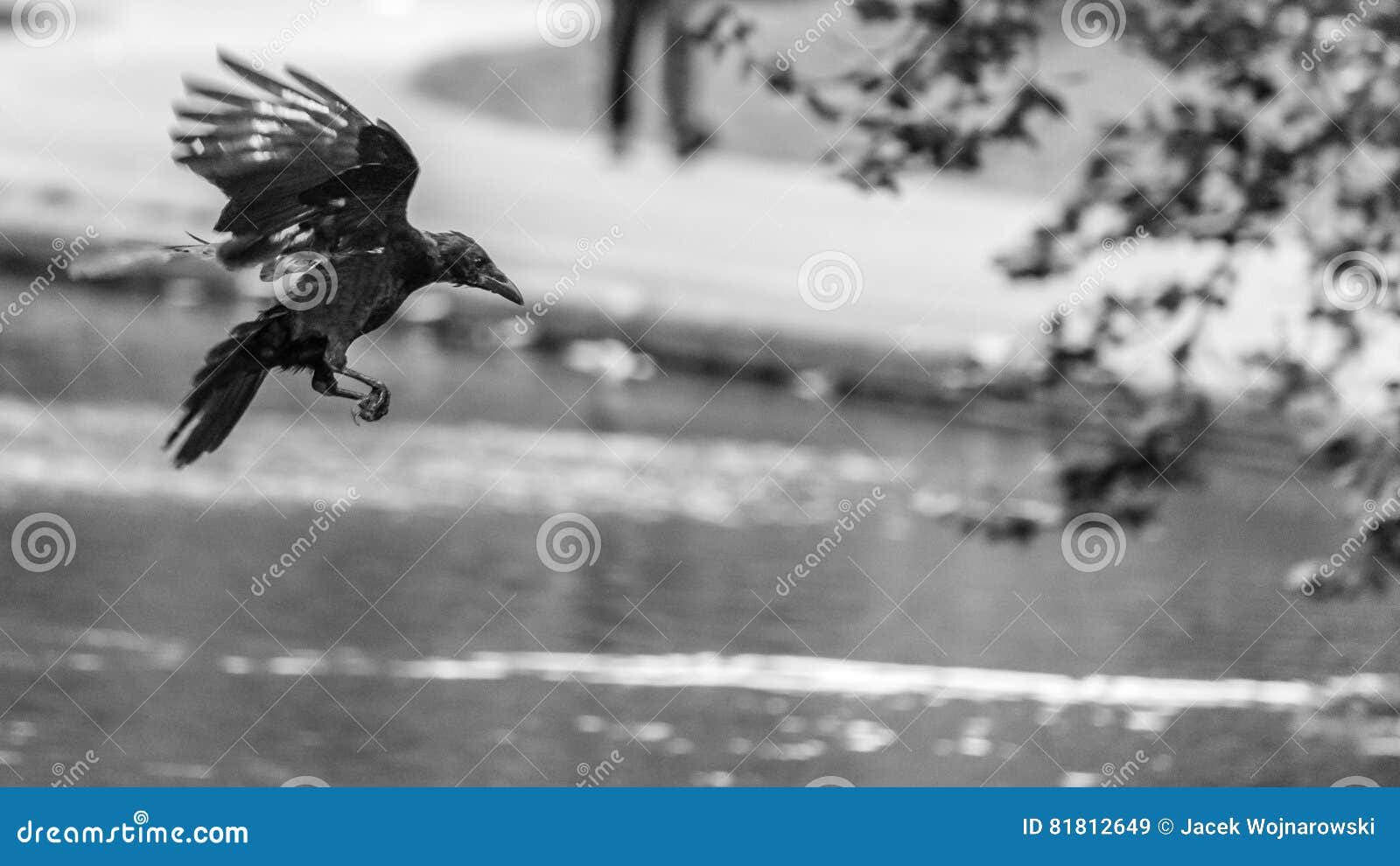 Flying Crow on Blurred Background C Stock Image - Image of field ...