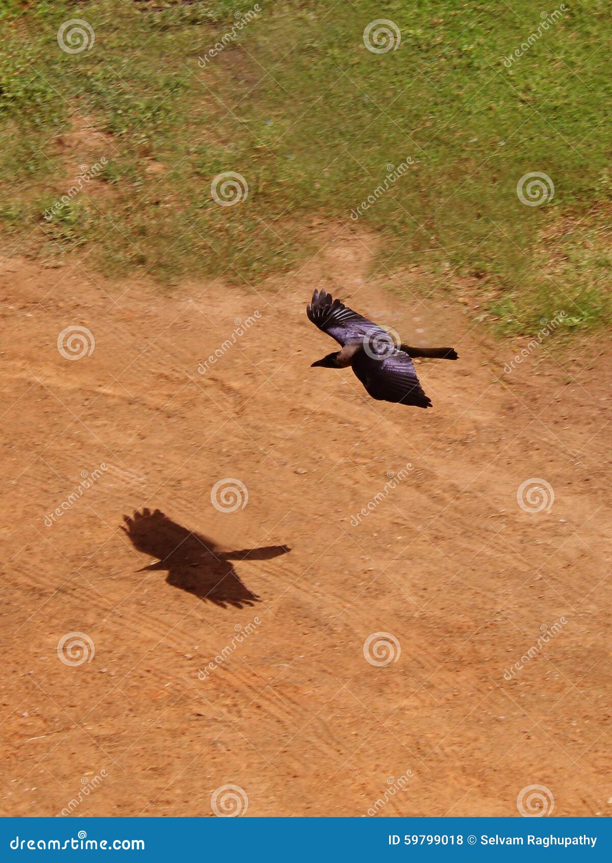 Flying Crow stock photo. Image of dark, animal, black - 59799018