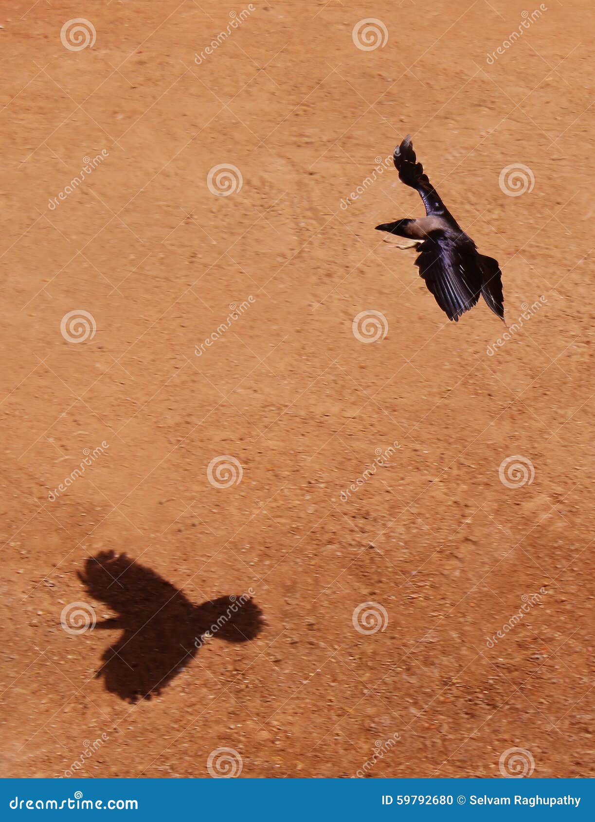 Flying Crow stock photo. Image of wing, flying, animal - 59792680