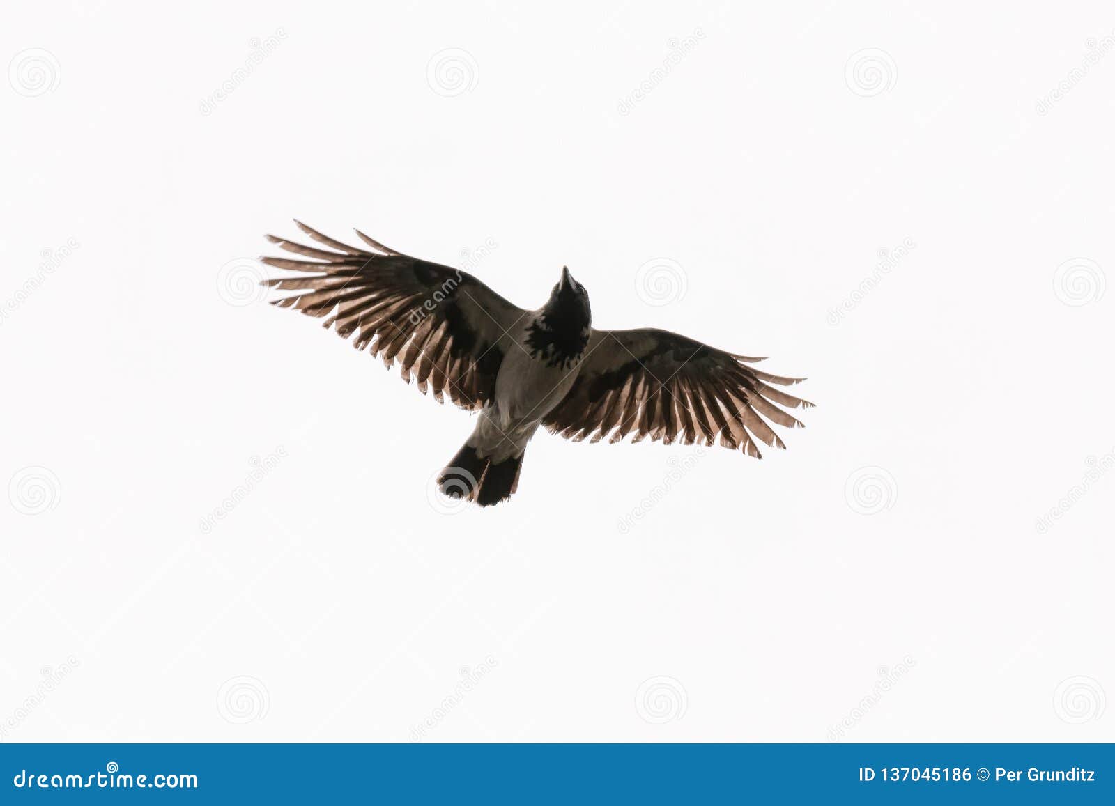 Flying Crow Isolated on White Background Stock Photo - Image of animal ...