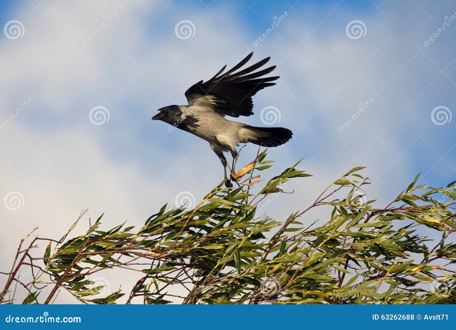 Flying Crow Landing on the Bush Stock Photo - Image of birdwatching ...