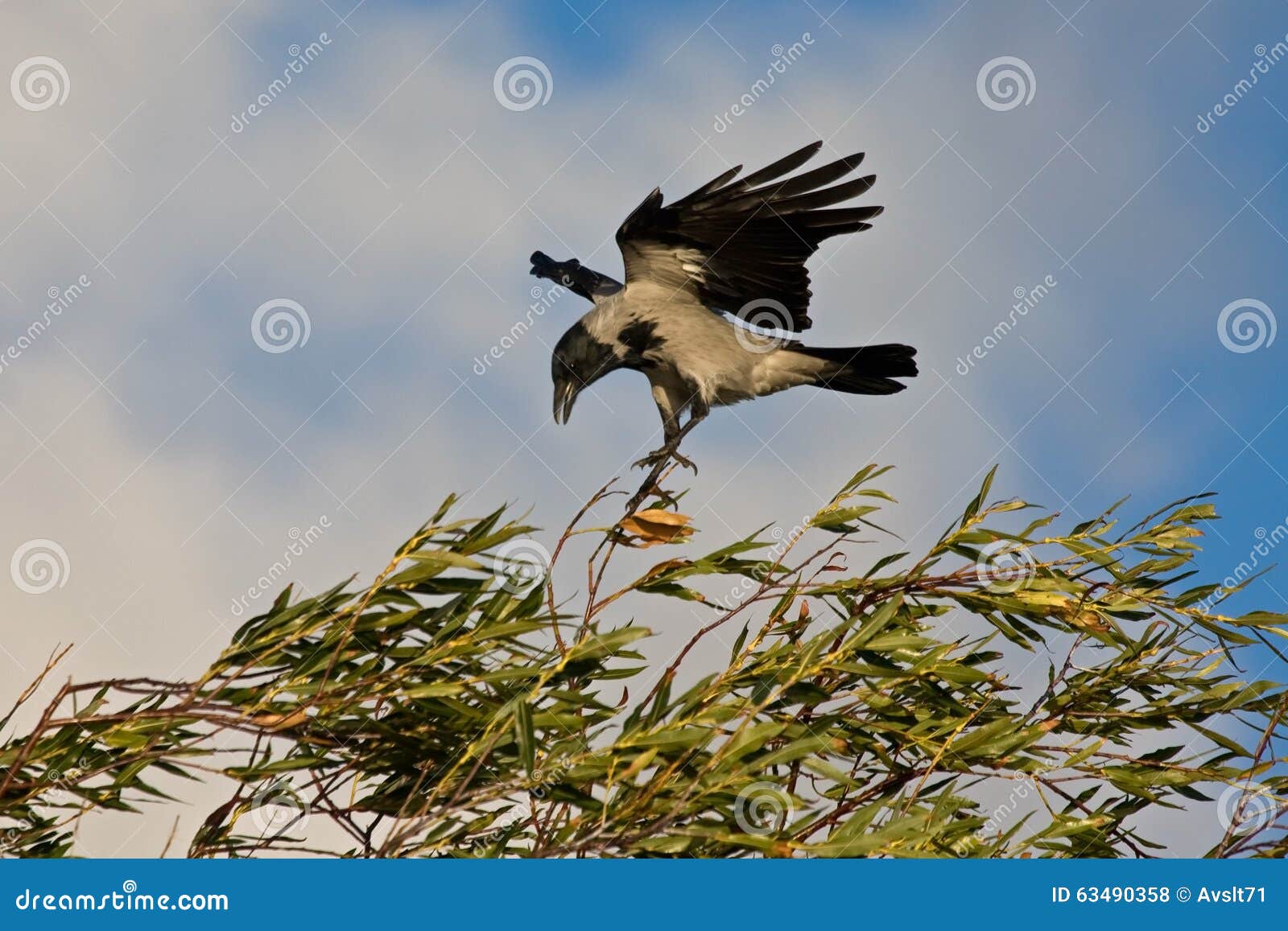 Flying Crow Landing on the Bush Stock Photo - Image of feathers ...
