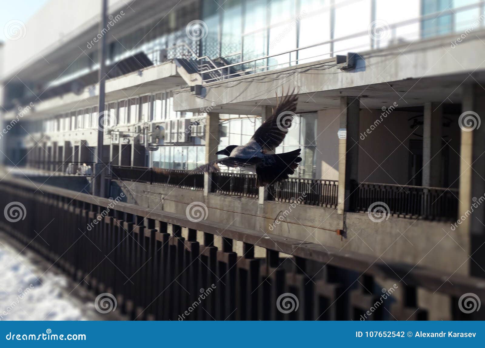 Flying crow stock photo. Image of raven, urban, rail - 107652542