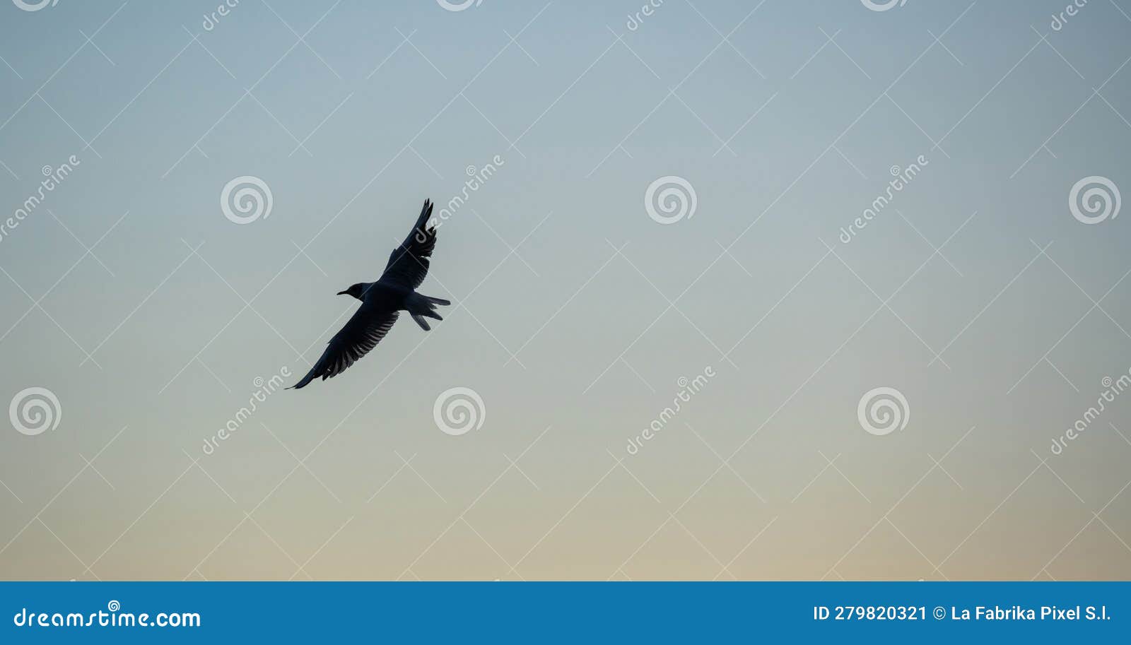 Flying crow stock image. Image of beak, wildlife, raven - 279820321