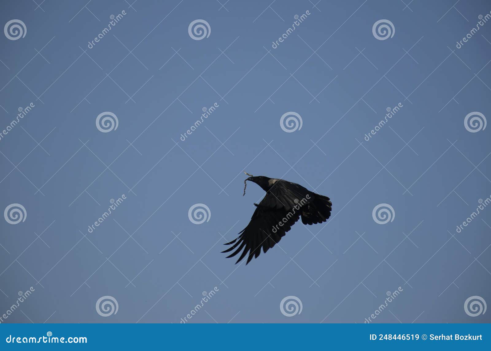Flying Crow with Twig in Its Mouth Stock Image - Image of nature ...
