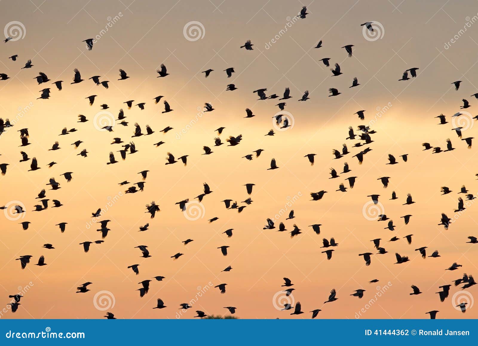 Flying Crows Against the Background of Sunset Sky Stock Photo - Image ...
