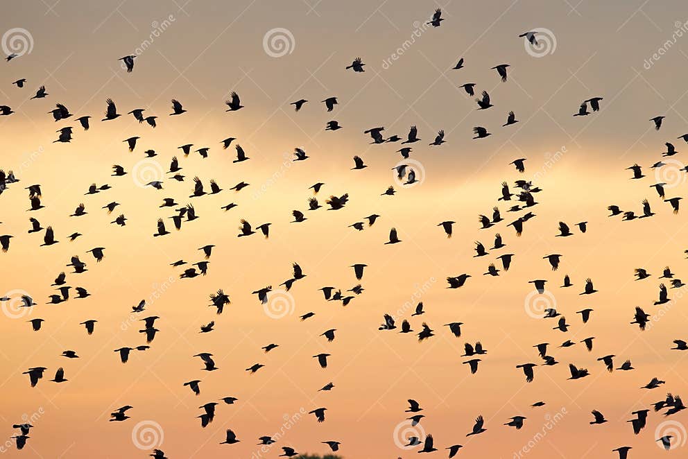 Flying Crows Against the Background of Sunset Sky Stock Photo - Image ...