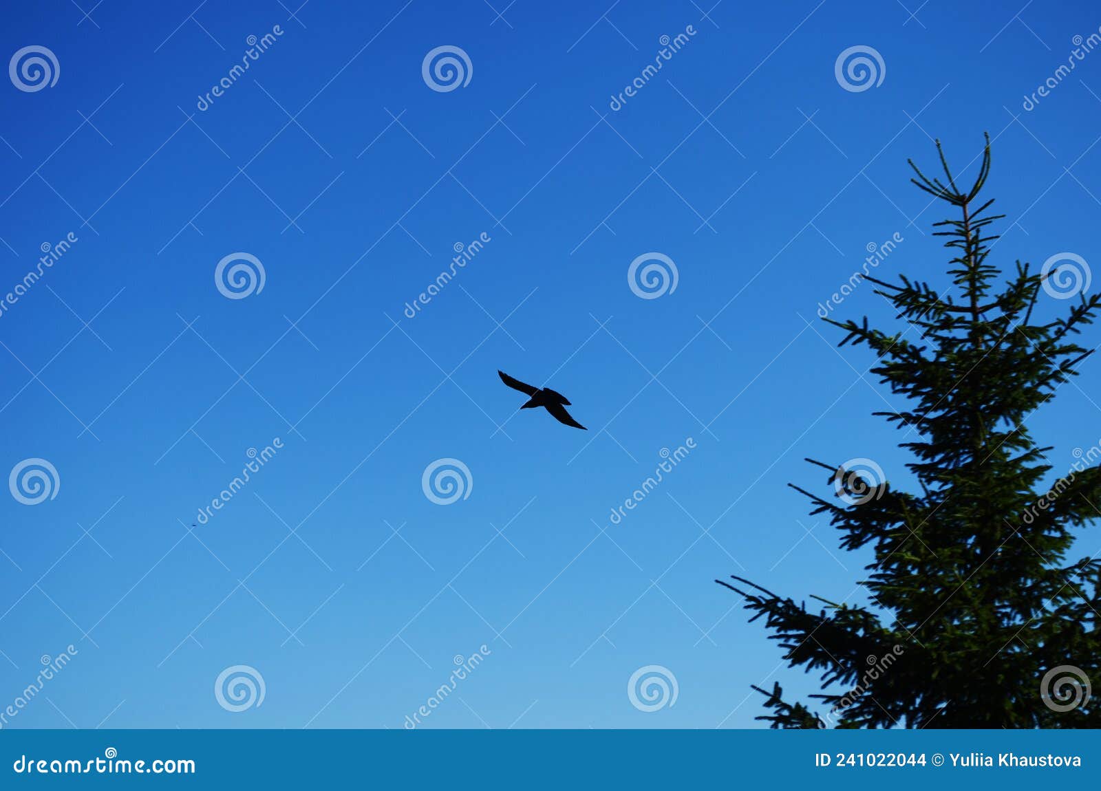 Flying Crows in the Blue Sky Above the Forest. Stock Photo - Image of ...