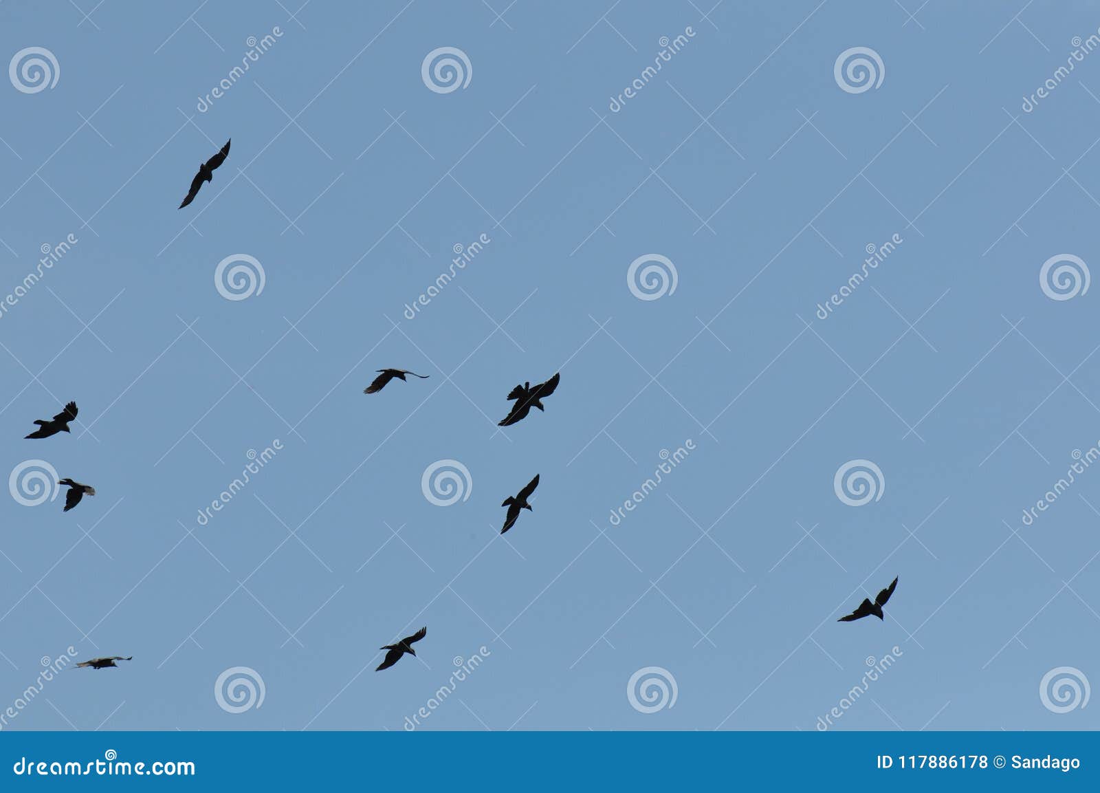 Flying crows and blue sky stock photo. Image of white - 117886178