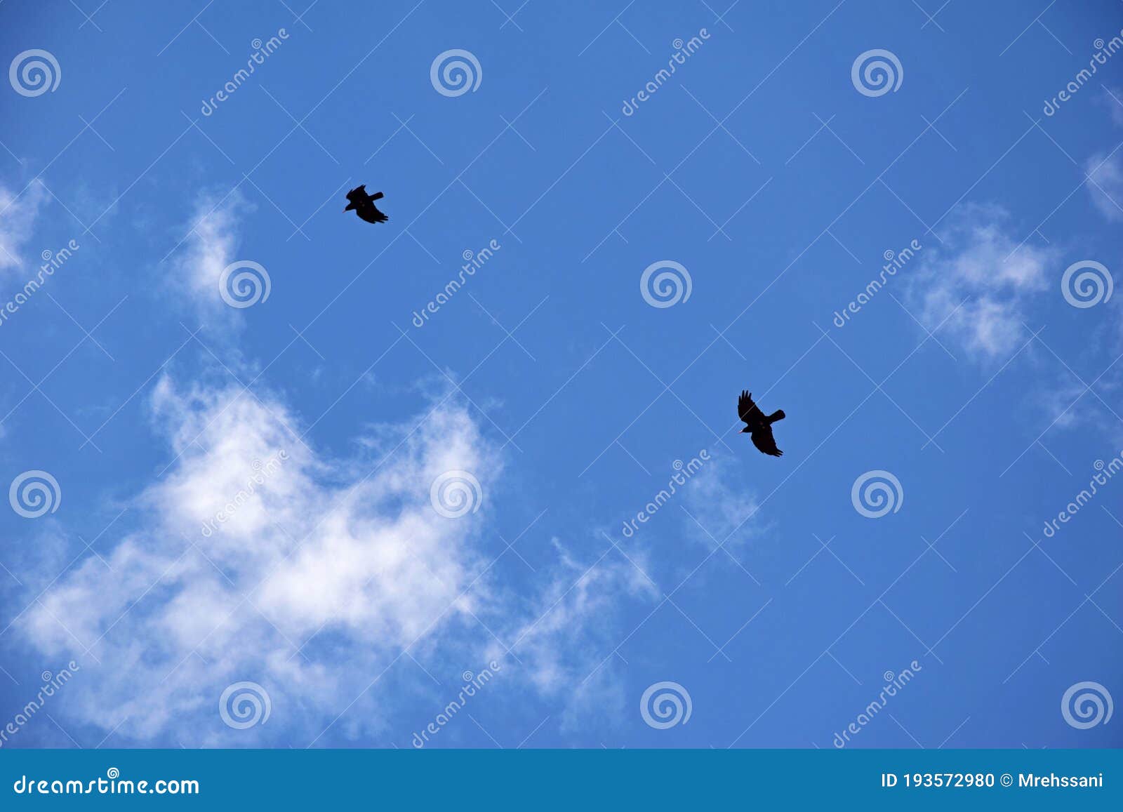 Flying Crows in the Blue Sky with Some Clouds Stock Photo - Image of ...