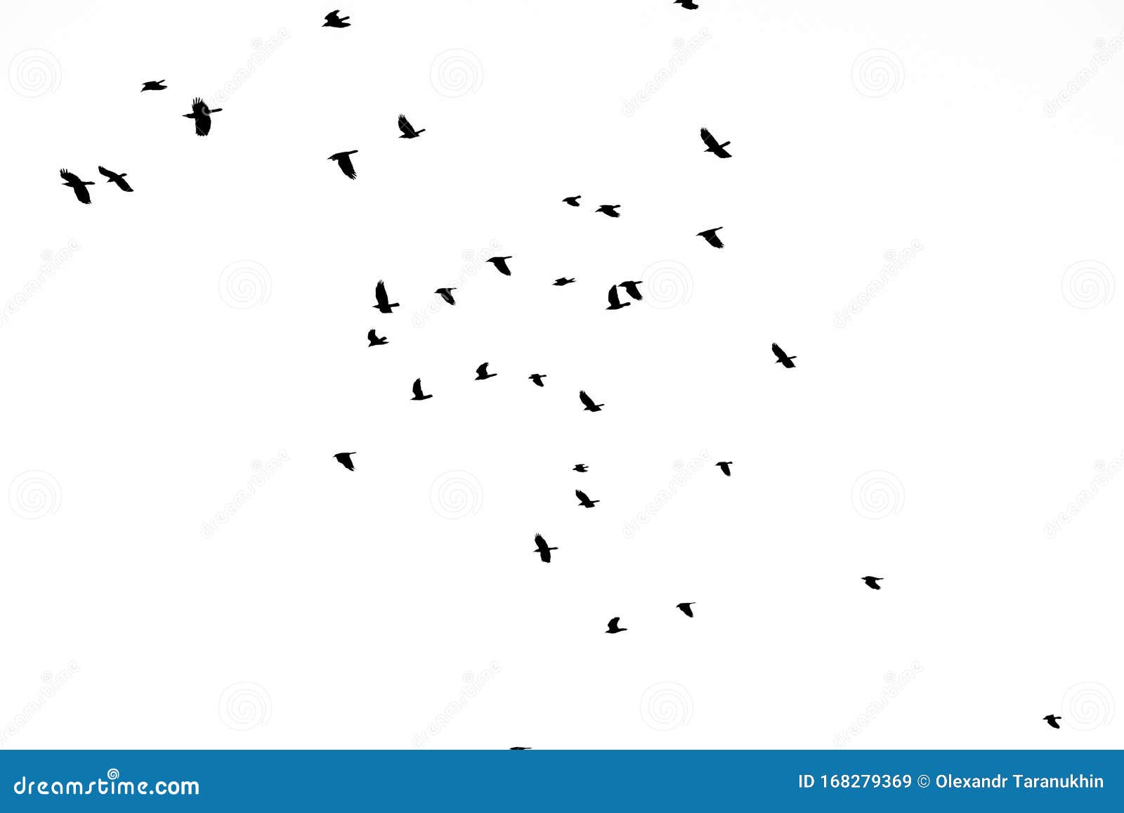 Real Photo of Flying Crows on the White Sky Hi-res Texture for ...
