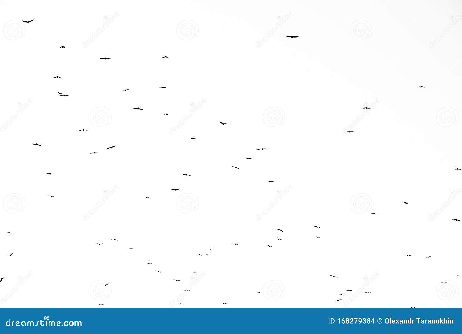 Real Photo of Flying Crows on the White Sky Hi-res Texture for ...