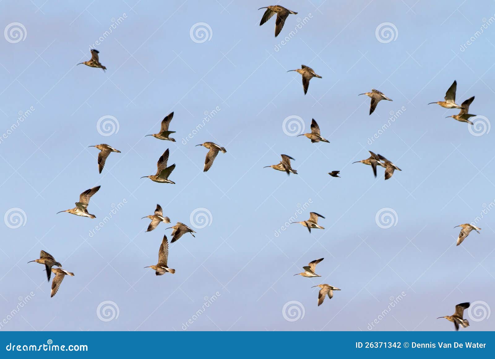 Flying Curlews stock photo. Image of outdoors, numenius - 26371342