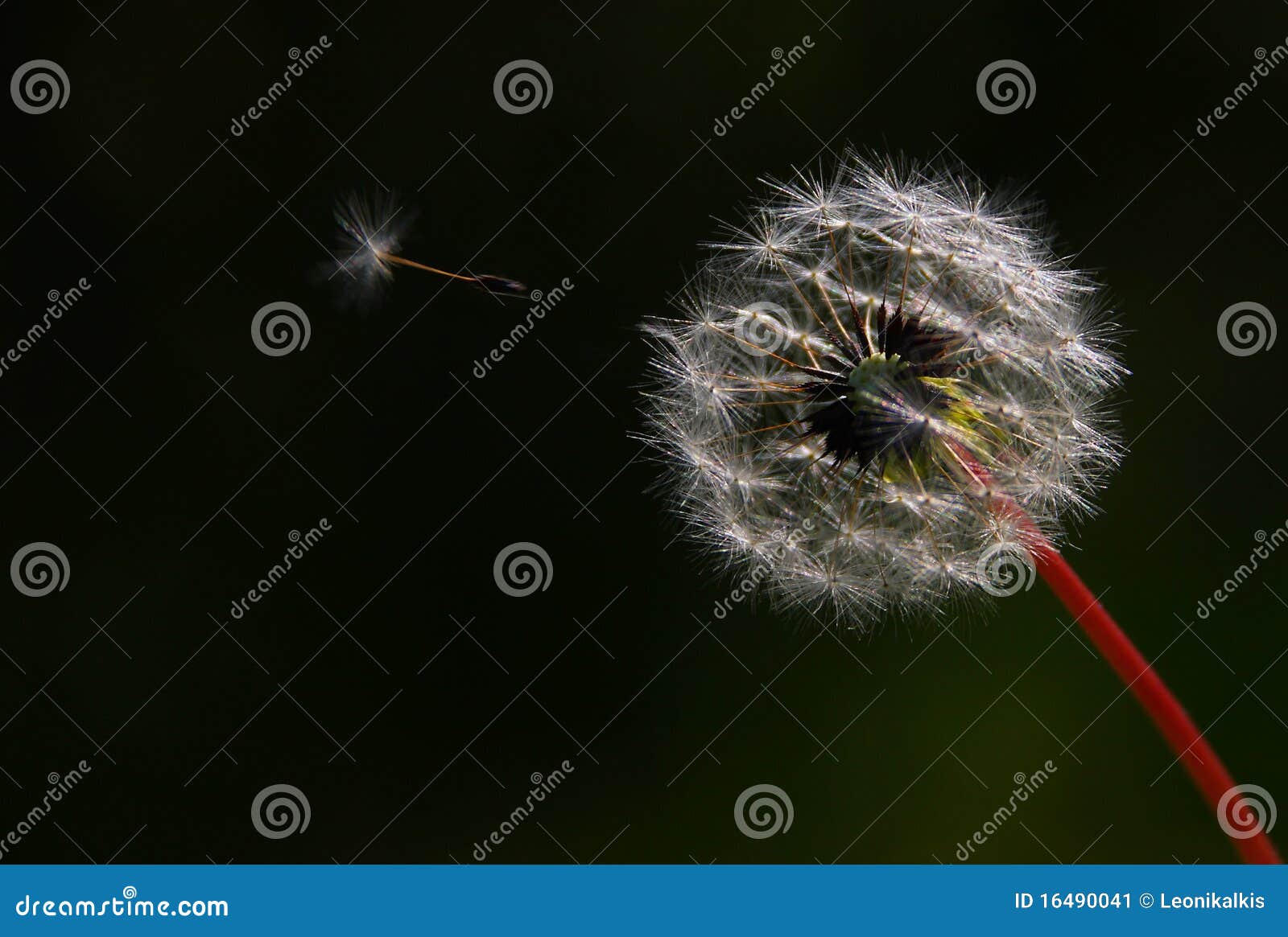 Flying Dandelion stock image. Image of horizontal, spring - 16490041