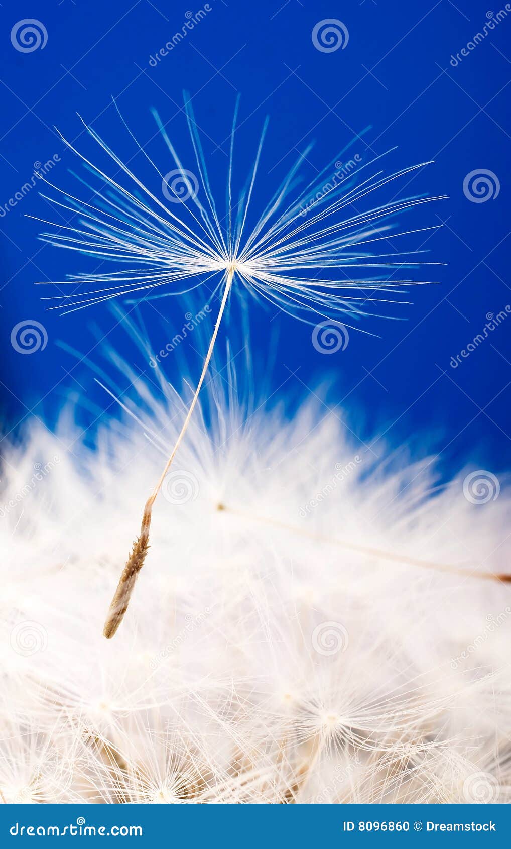 Flying dandelion stock photo. Image of freedom, light - 8096860