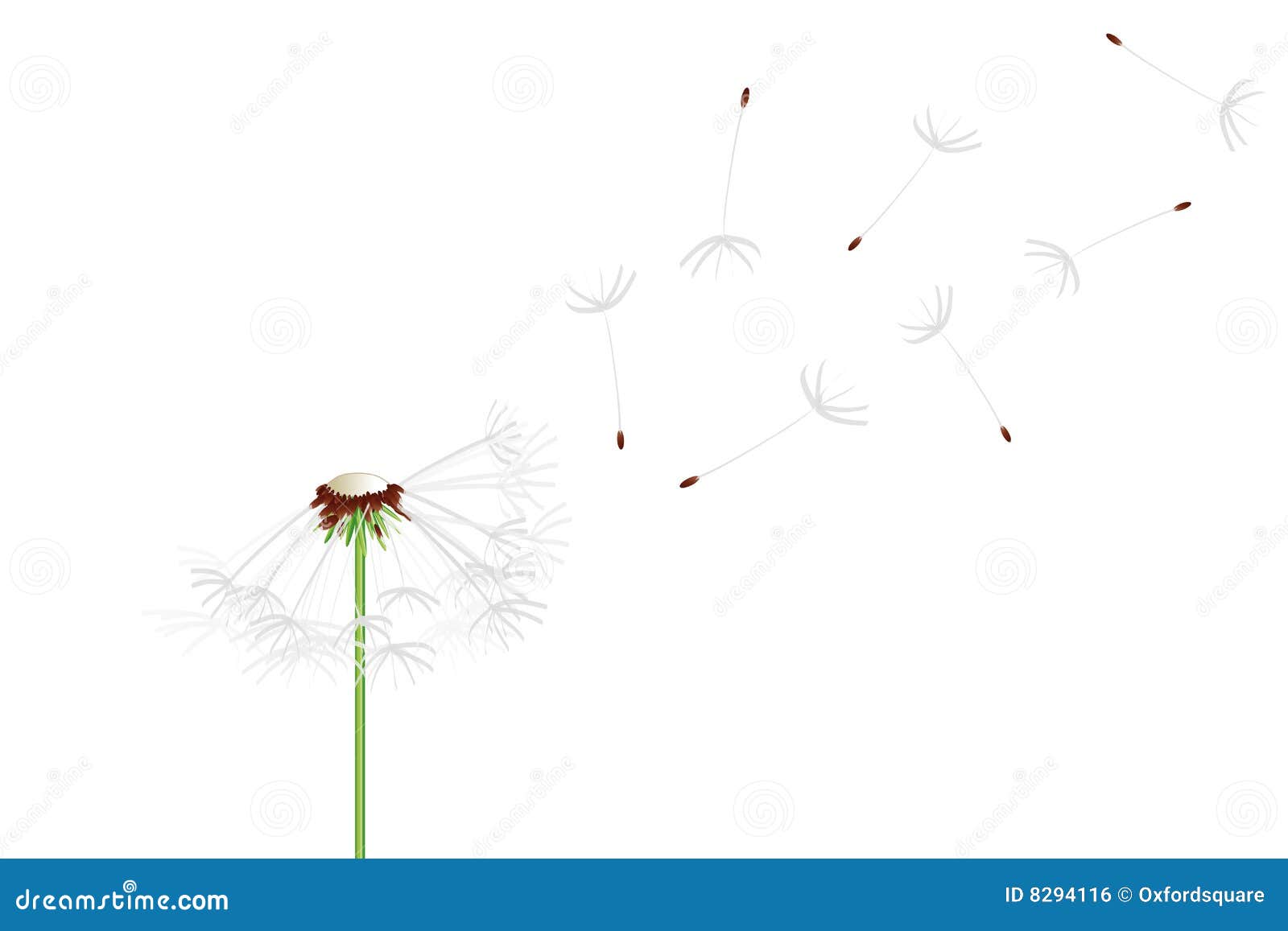 Flying Dandelion Seeds Vector Illustration Vector Dandelion Blowing ...