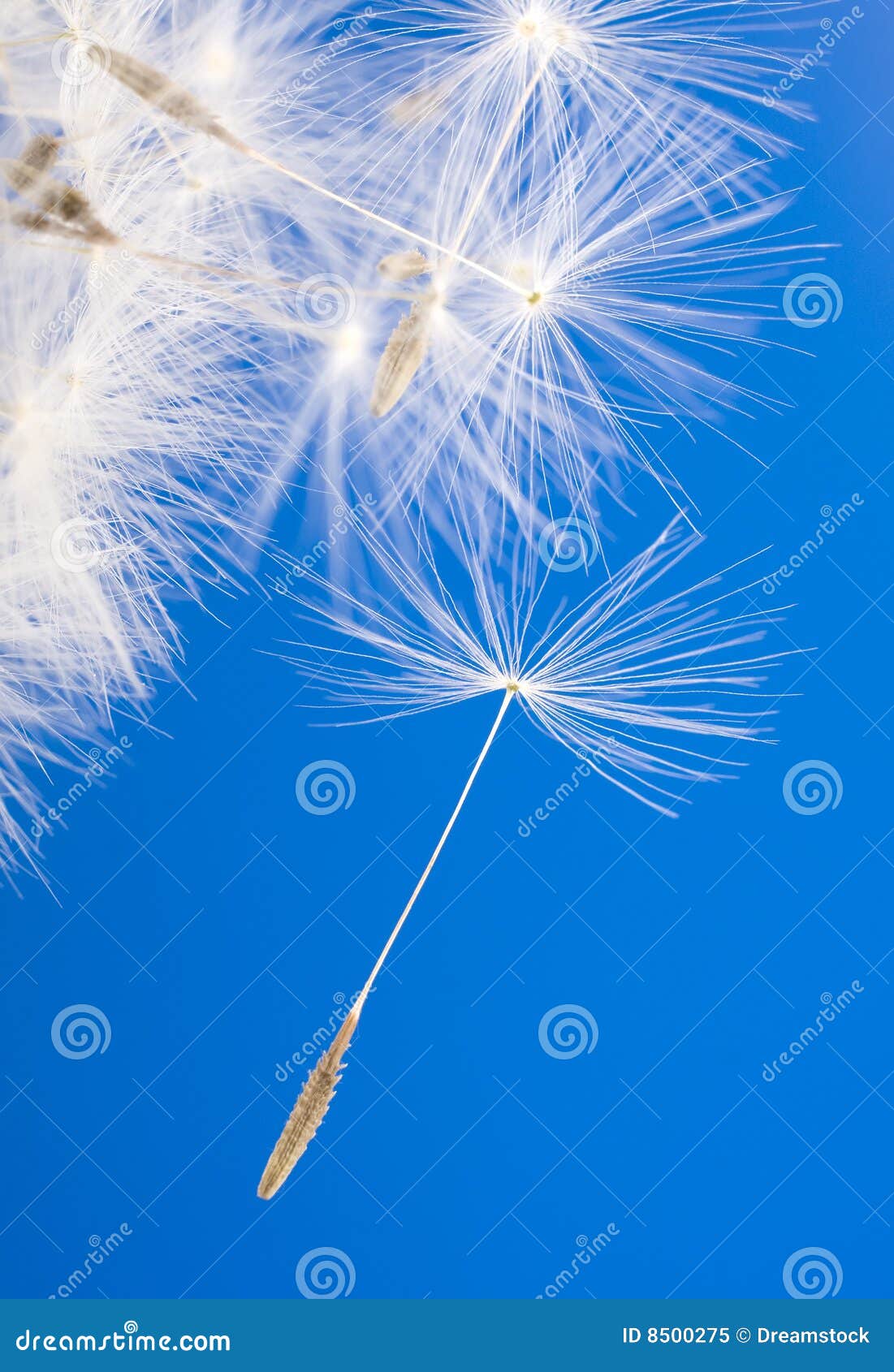 Flying dandelion stock image. Image of closeup, life, blue - 8500275