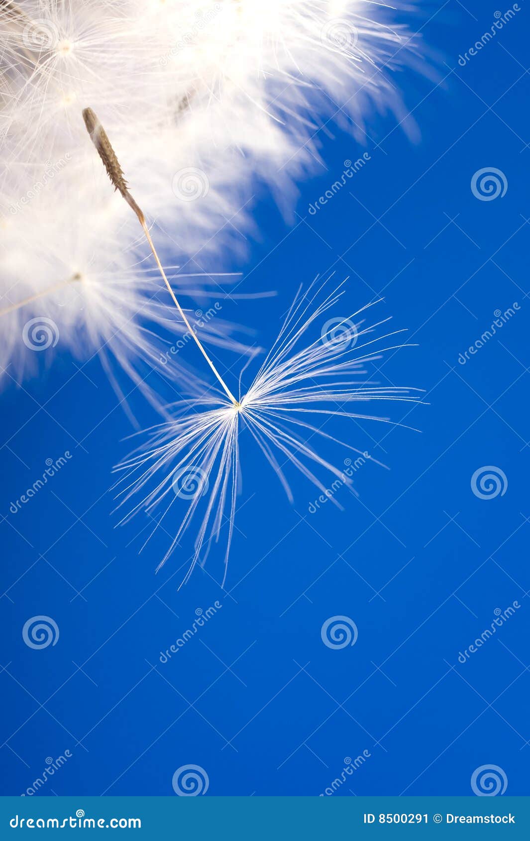 Flying dandelion stock image. Image of loss, life, botany - 8500291
