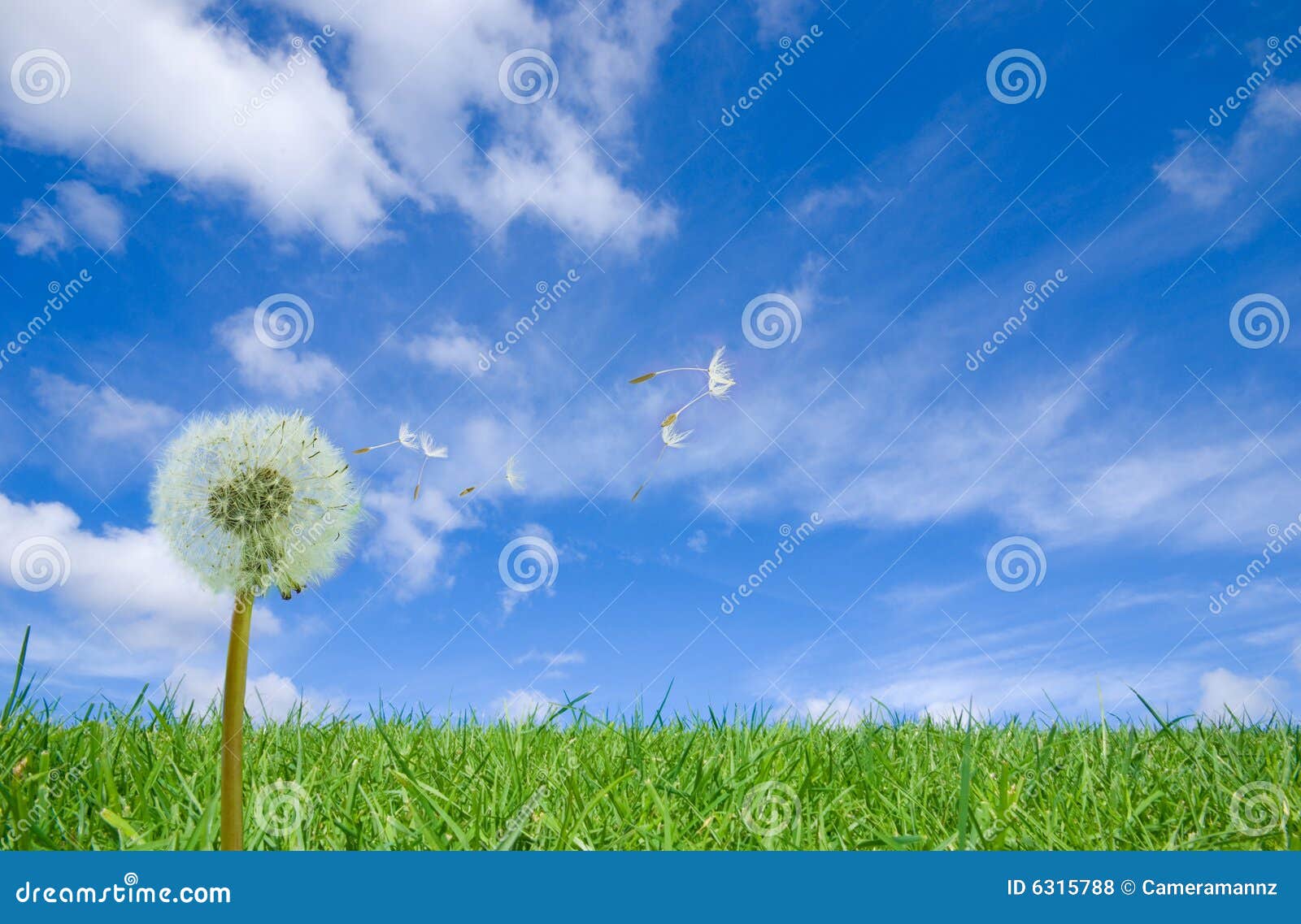 Flying Dandelion Seeds stock photo. Image of nature, light - 6315788