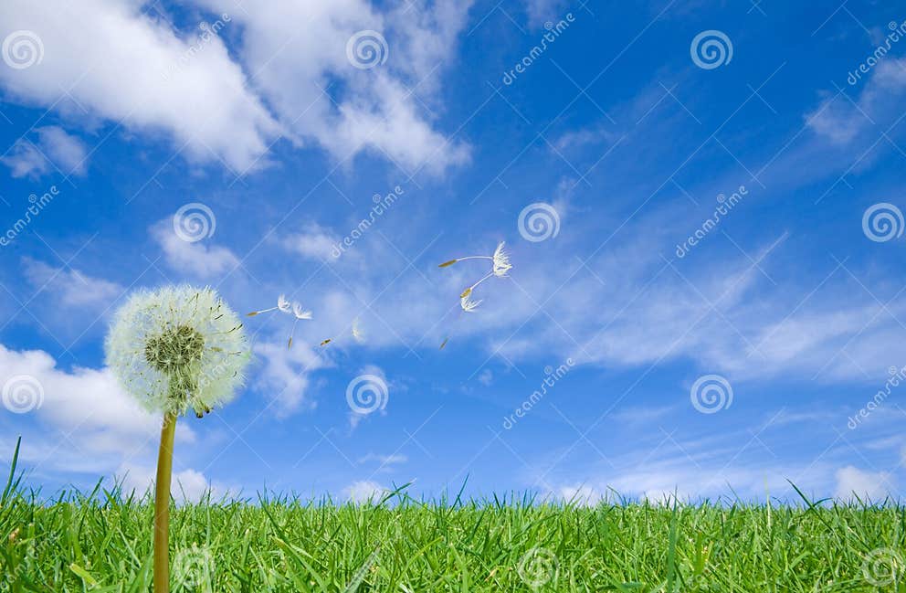 Flying Dandelion Seeds stock photo. Image of nature, light - 6315788