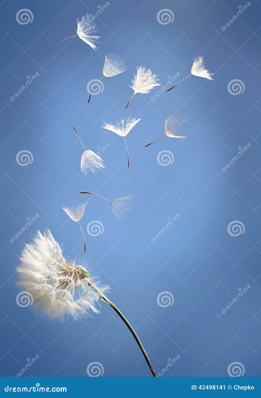 Flying Dandelion Seeds on a Blue Stock Image - Image of fluffy, blossom ...