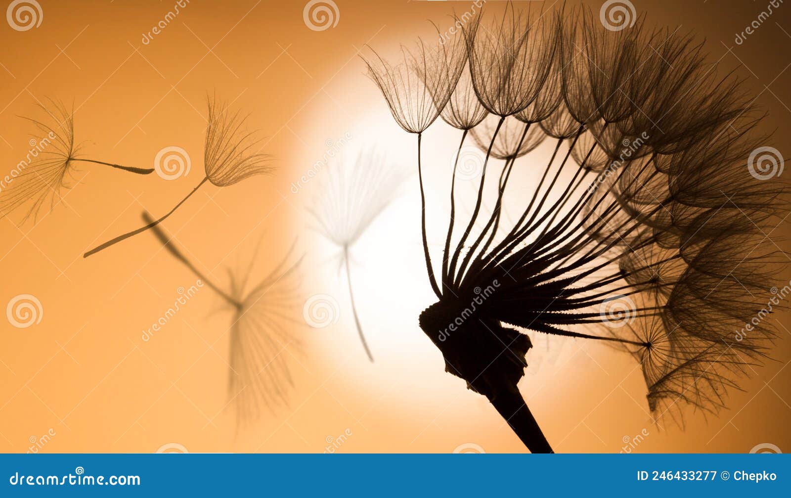 Flying Dandelion Seeds on a Sunset Background Stock Image - Image of ...
