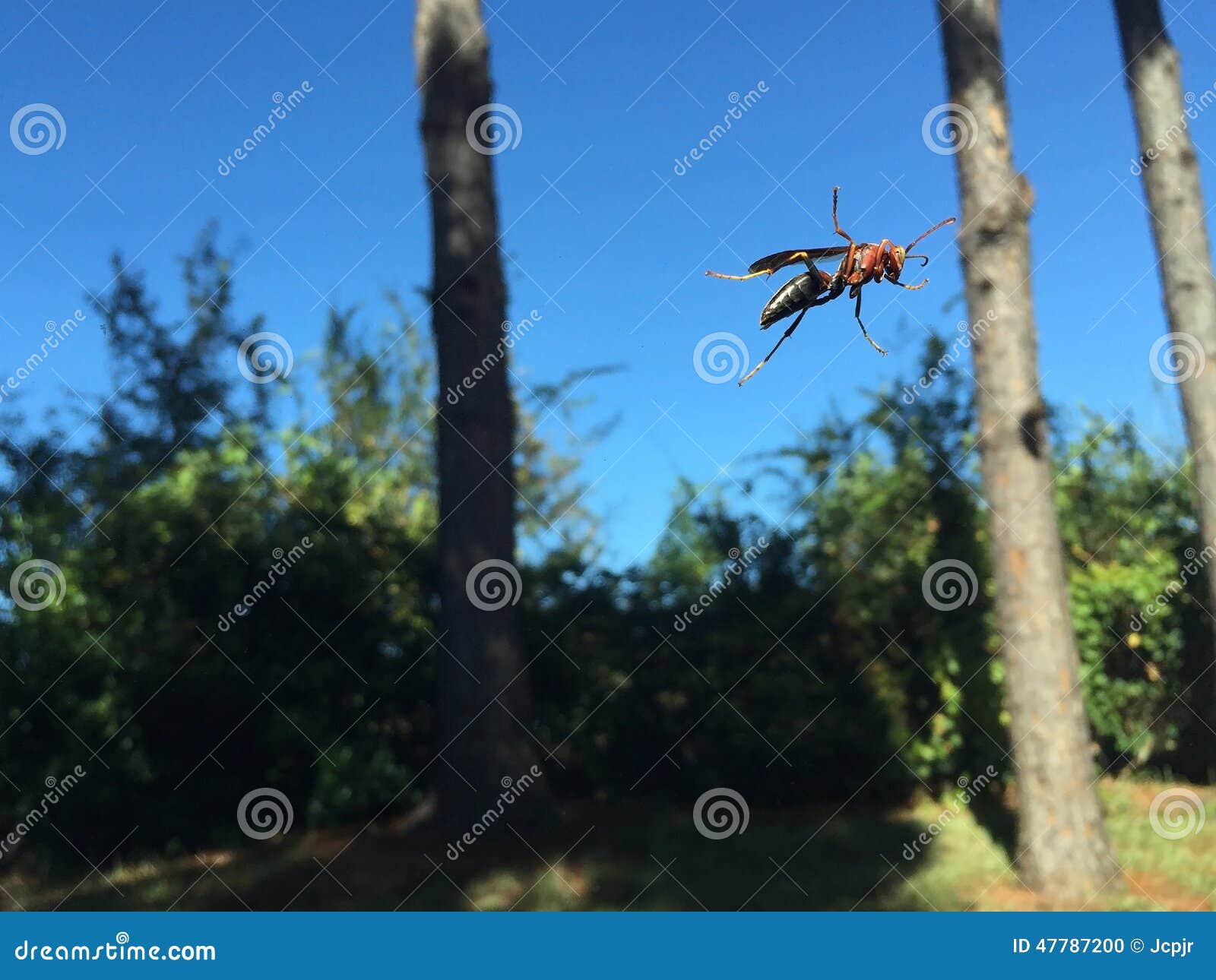 Flying Danger stock photo. Image of nature, detail, yellow - 47787200
