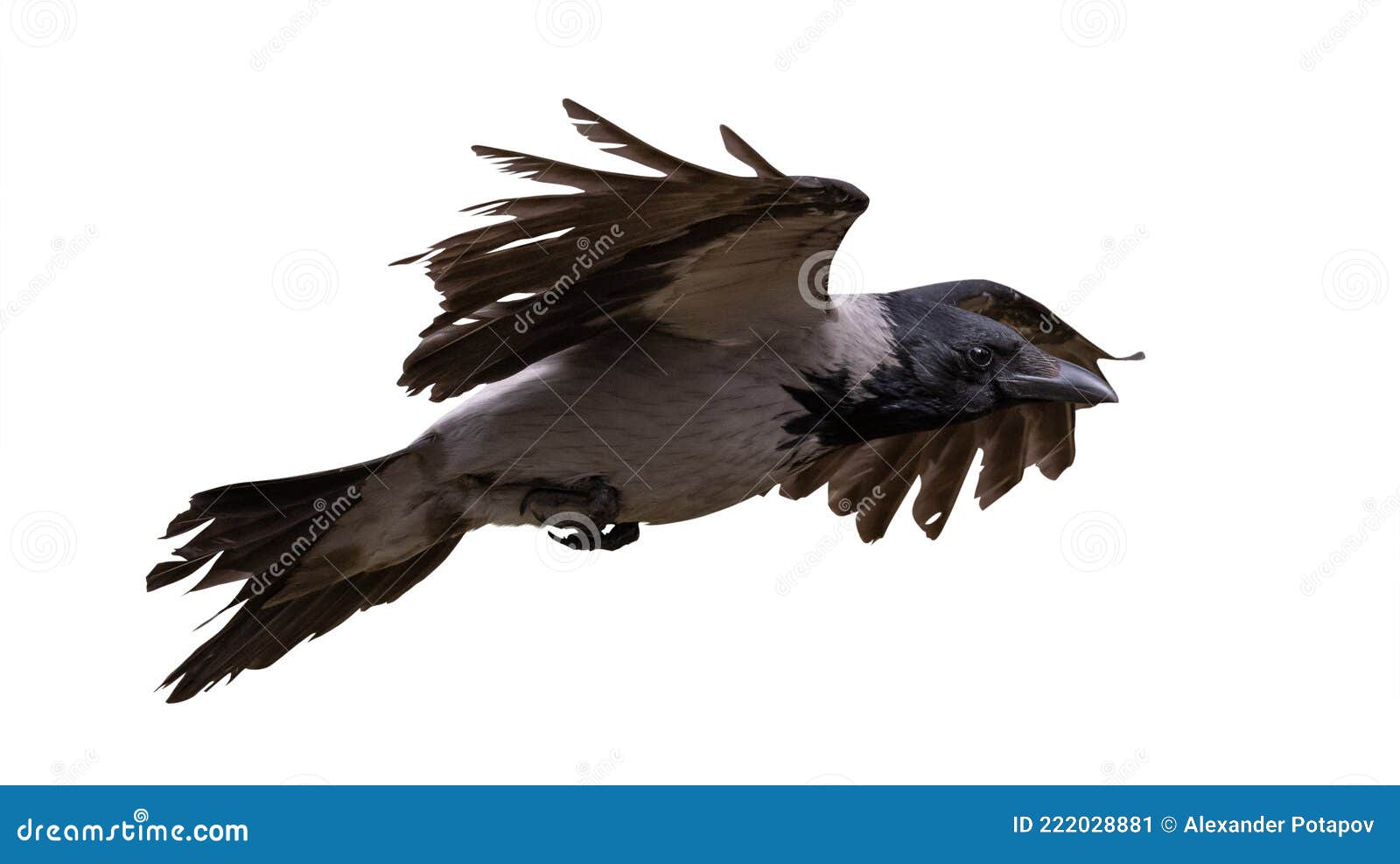 Flying Dark Grey Crow with Large Black Wings Stock Image - Image of ...