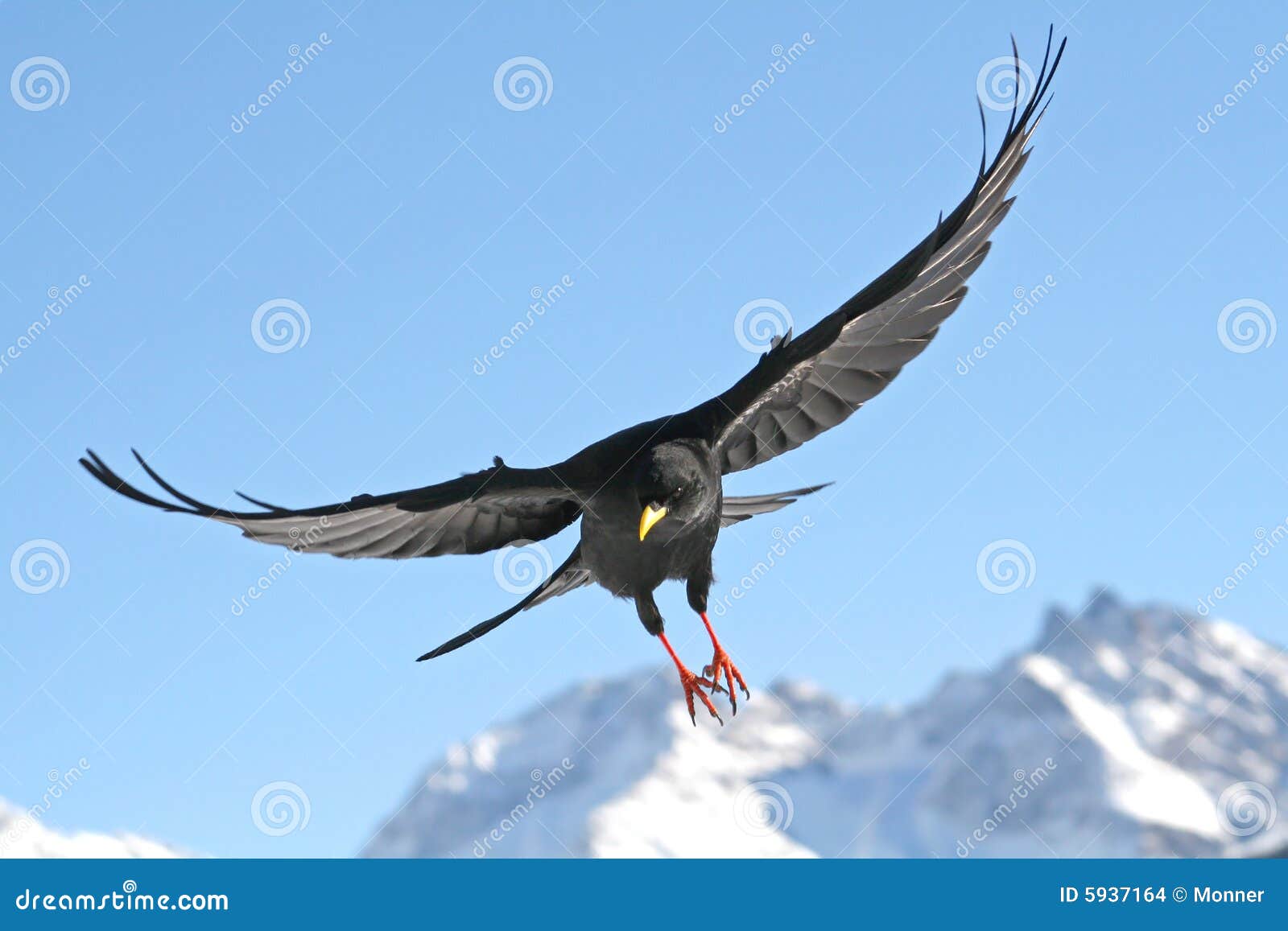 Flying bird stock photo. Image of season, ornithology - 5937164