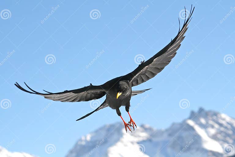 Flying bird stock photo. Image of season, ornithology - 5937164