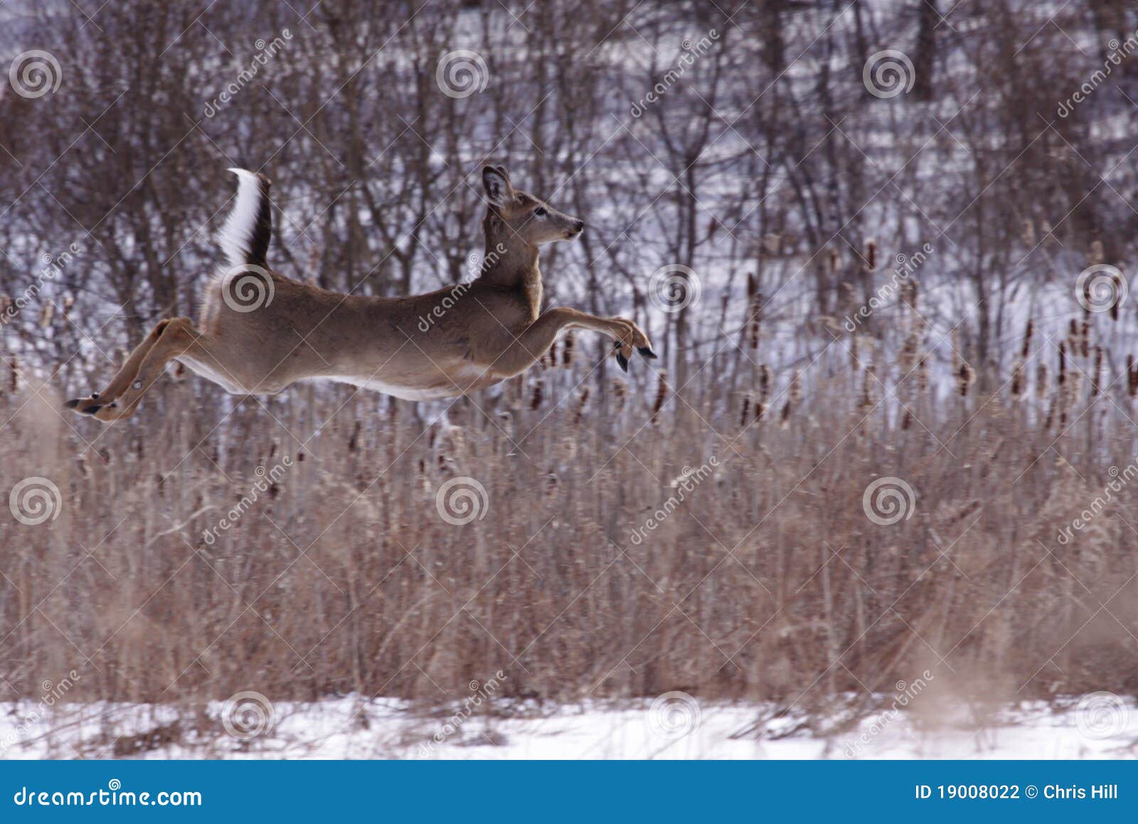 Flying Deer stock photo. Image of virginianus, running - 19008022