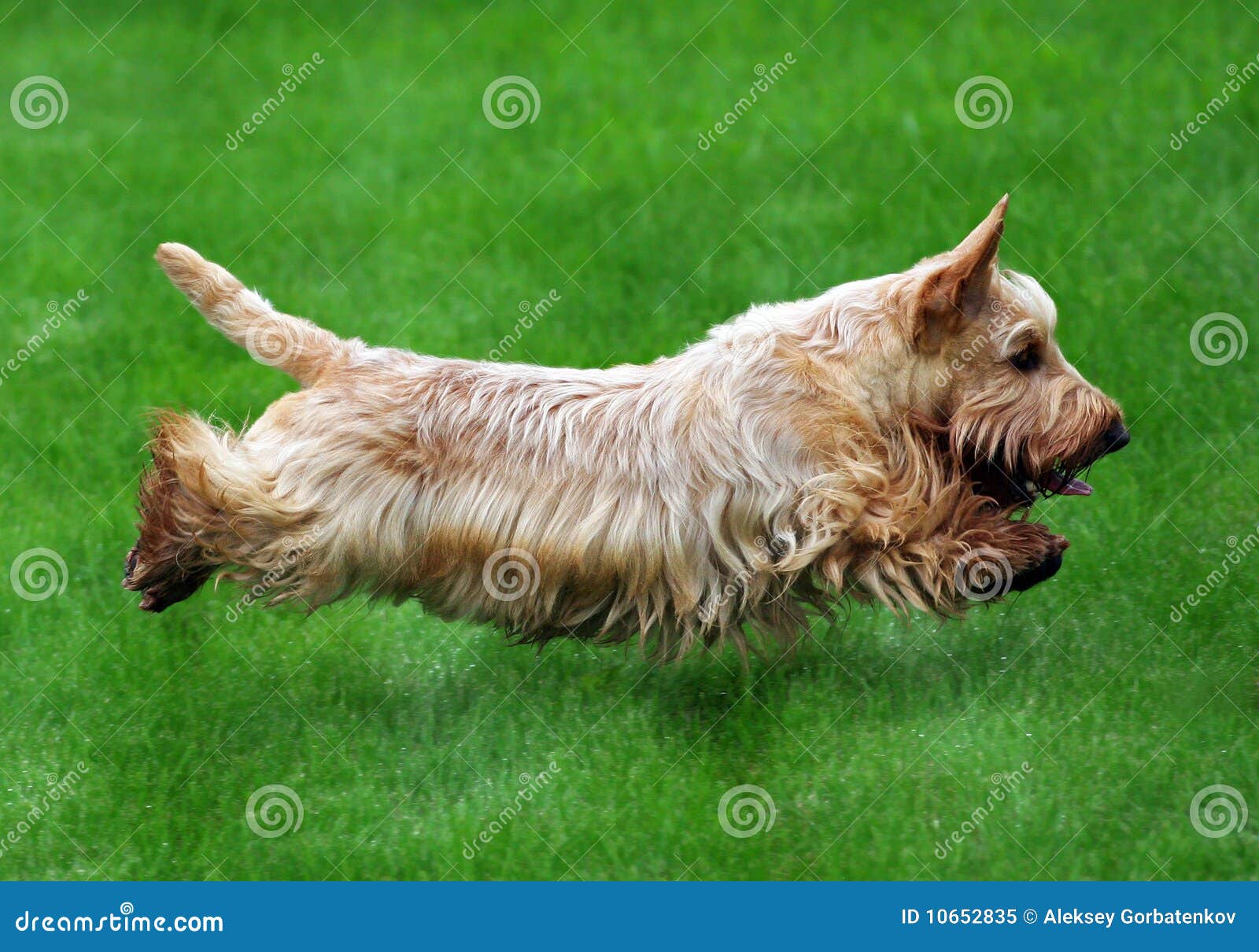 Flying dog stock image. Image of playful, action, animals - 10652835