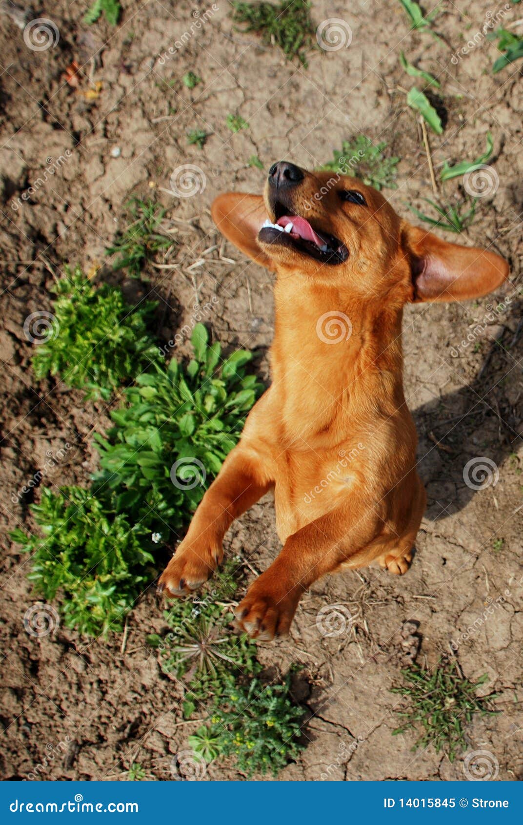 Flying dog stock image. Image of flying, high, brown - 14015845