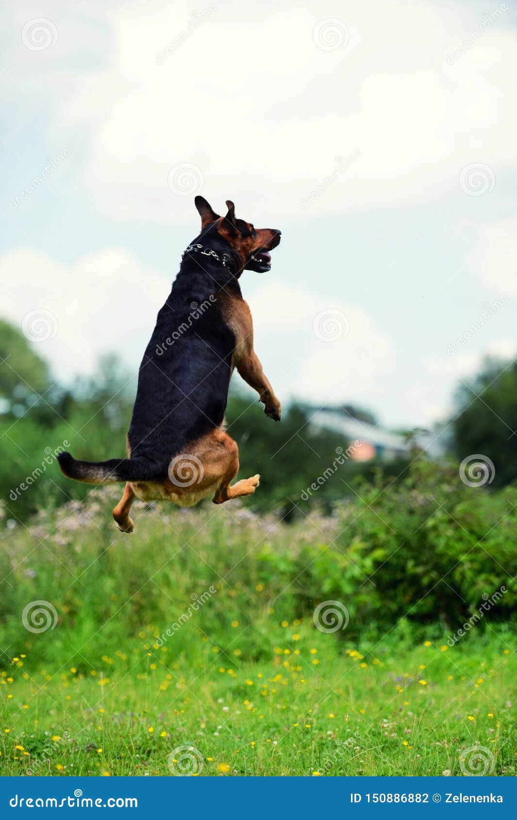 Flying dog stock photo. Image of animal, canine, sport - 150886882