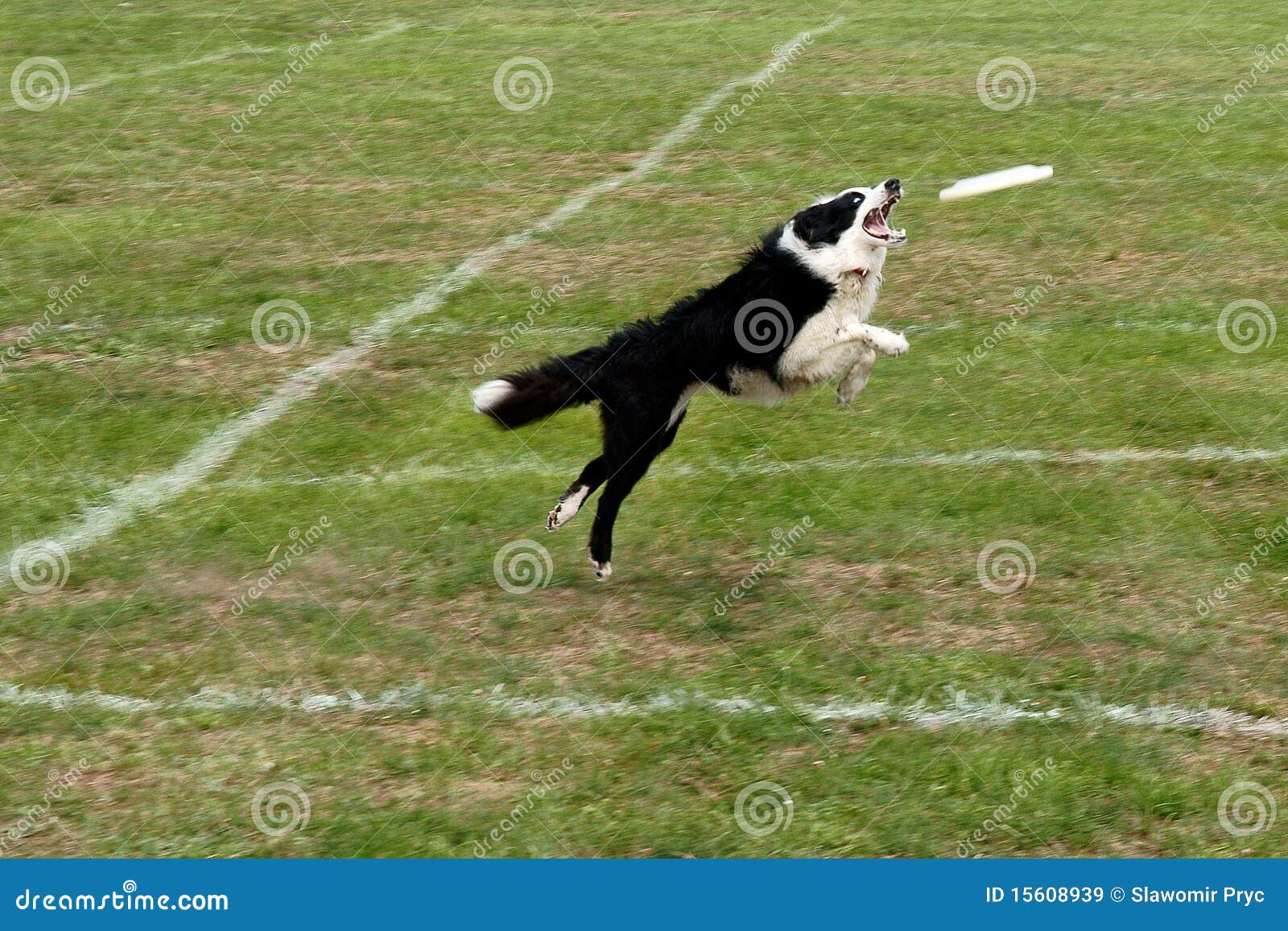 Flying Dog editorial stock image. Image of collie, border - 15608939