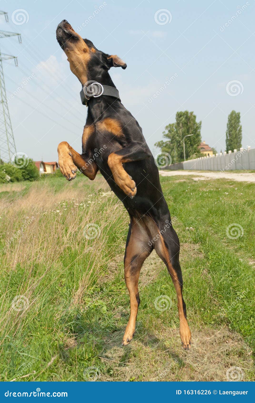 Flying dog stock photo. Image of black, animal, canine - 16316226
